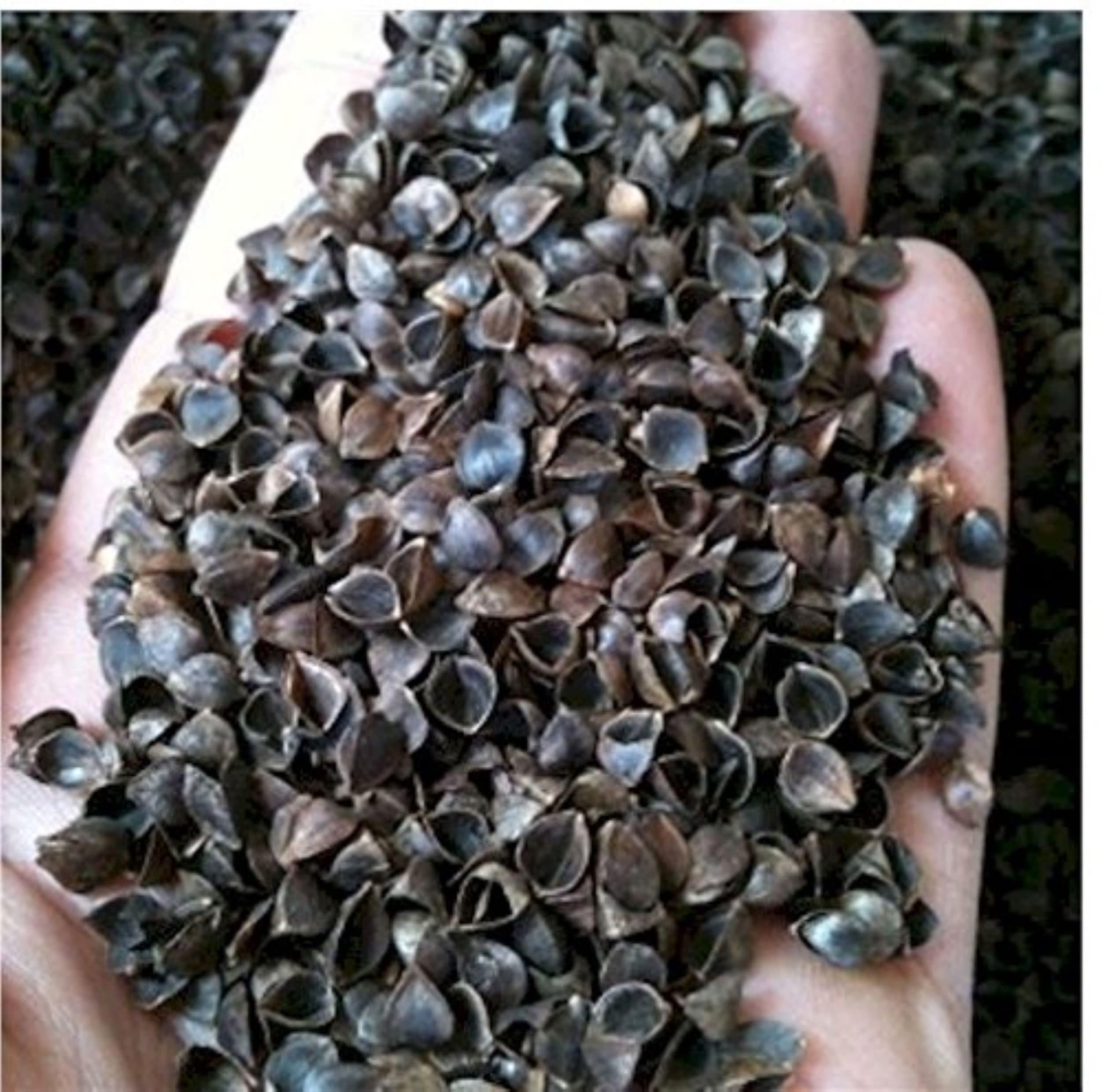 Organic Buckwheat Hulls for Bean Bag Filling - Etsy