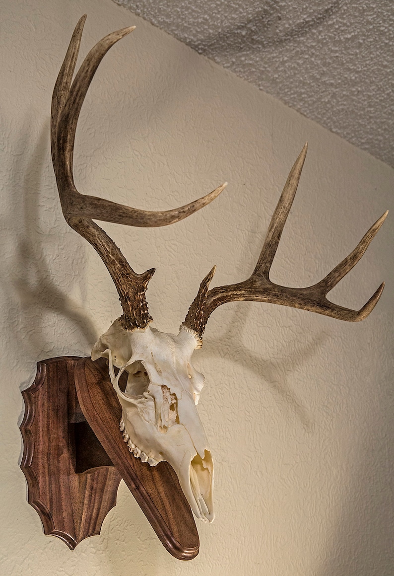 Template for DIY European Mount Deer Skull Plaque - Etsy