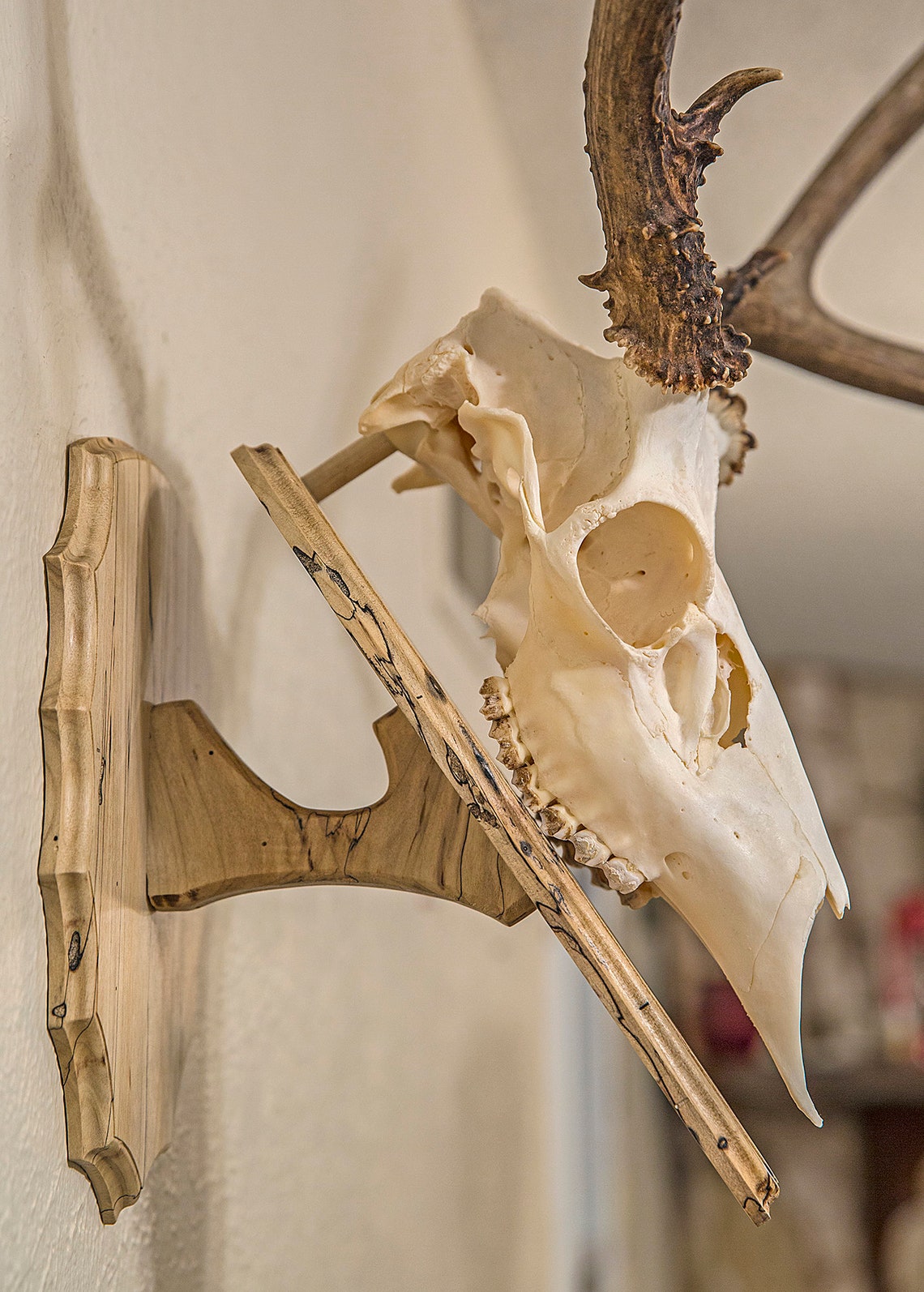 Template for DIY European Mount Deer Skull Plaque - Etsy