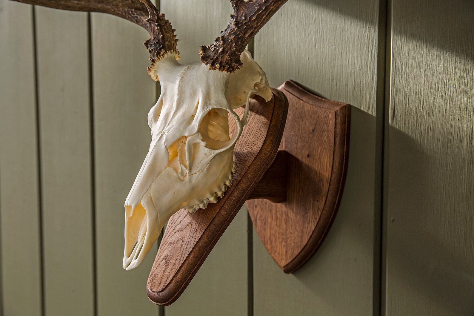 Template For DIY European Mount Deer Skull Plaque Etsy