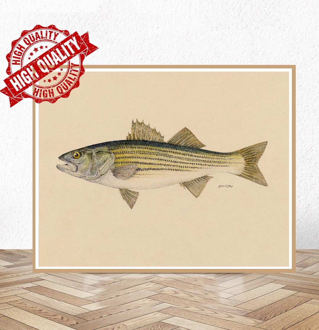 Striped Bass Fish Print, Vintage Fishing Poster Wall Art Decor ...