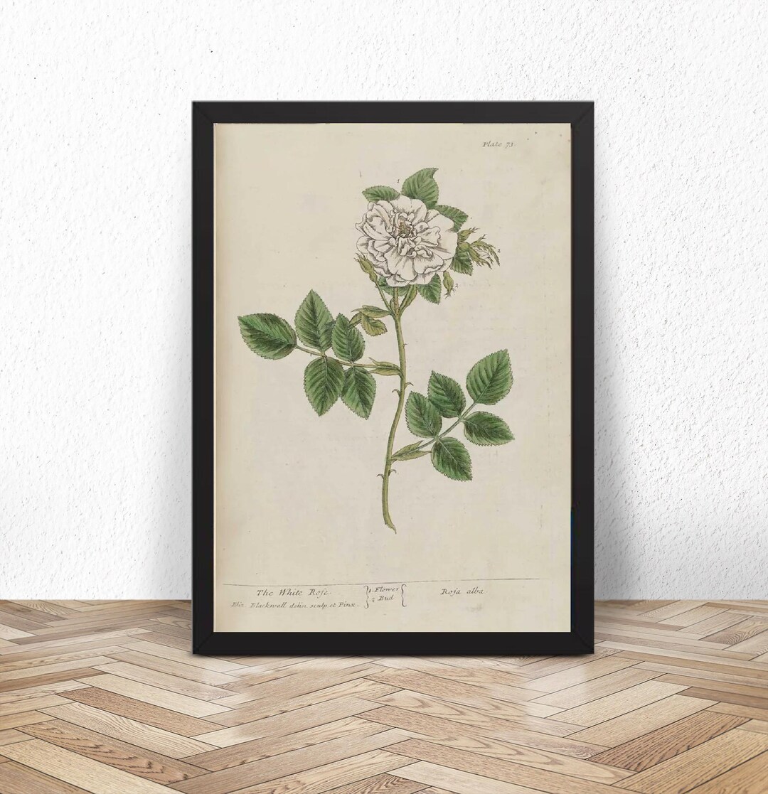 The White Rose Poster, Vintage Roses Illustration Poster Repro - Wall ...