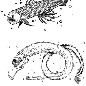 labeled diagram viper fish coloring pages