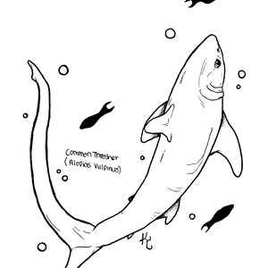 coloring pages sharks and rays