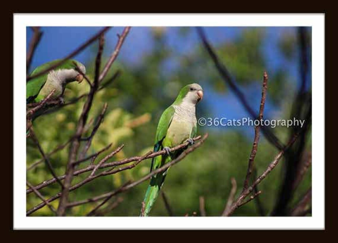Monk Quaker Parrot Bird Wildlife Animal Nature Digital Photo - Etsy