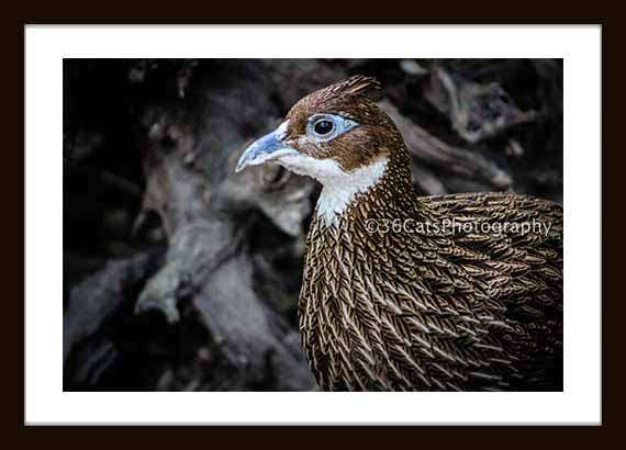 Impeyan Pheasant Female