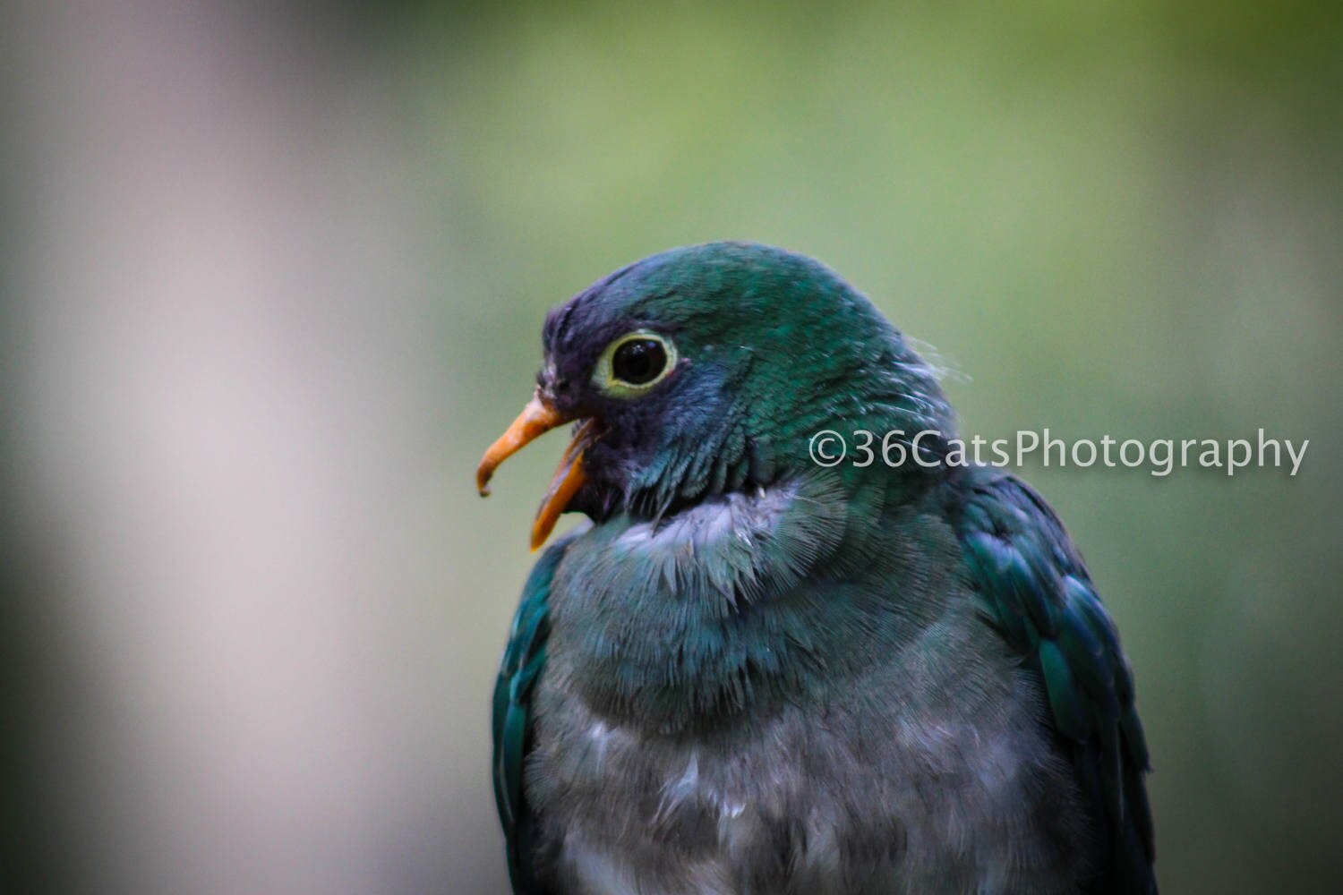 Female Jambu Fruit Dove