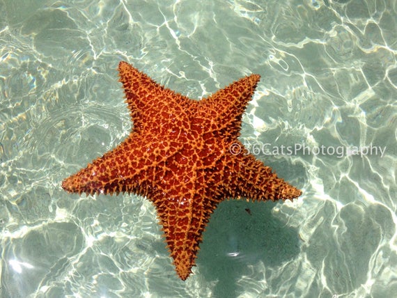 Orange Sea Star