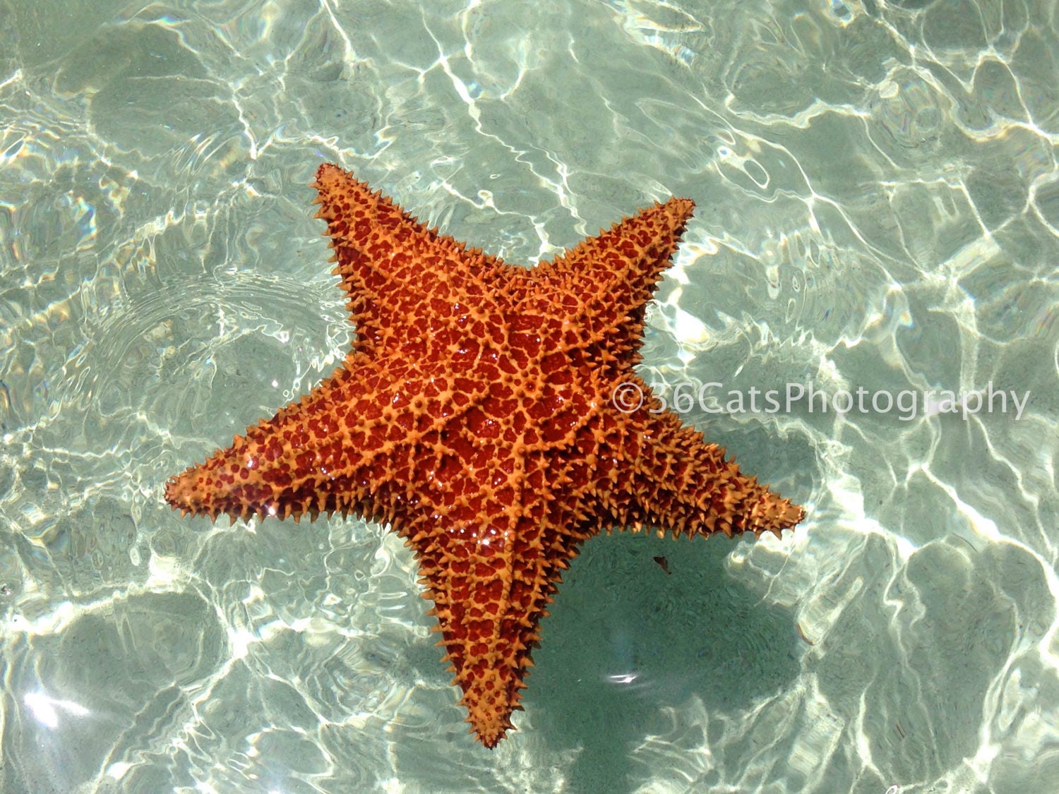Giant Starfish