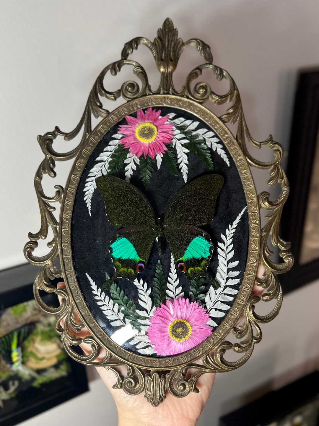 Real Butterfly paris Peacock Swallowtail in a Vintage Bubble - Etsy