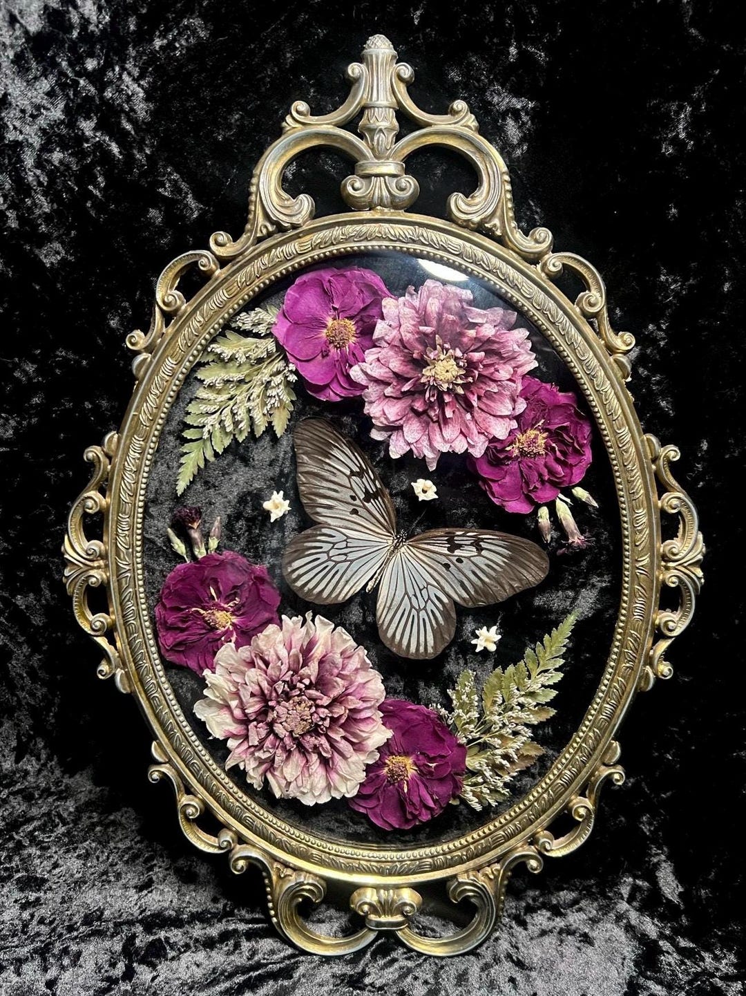 Real Butterfly in Vintage Bubble Glass Frame Ghost Butterfly, Snake ...