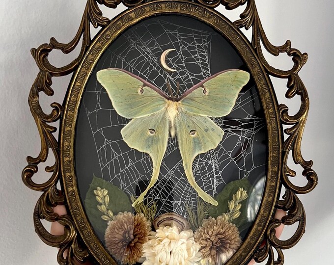 Real Luna Moth & Preserved Spider Web in Vintage Bubble Glass Frame - Etsy