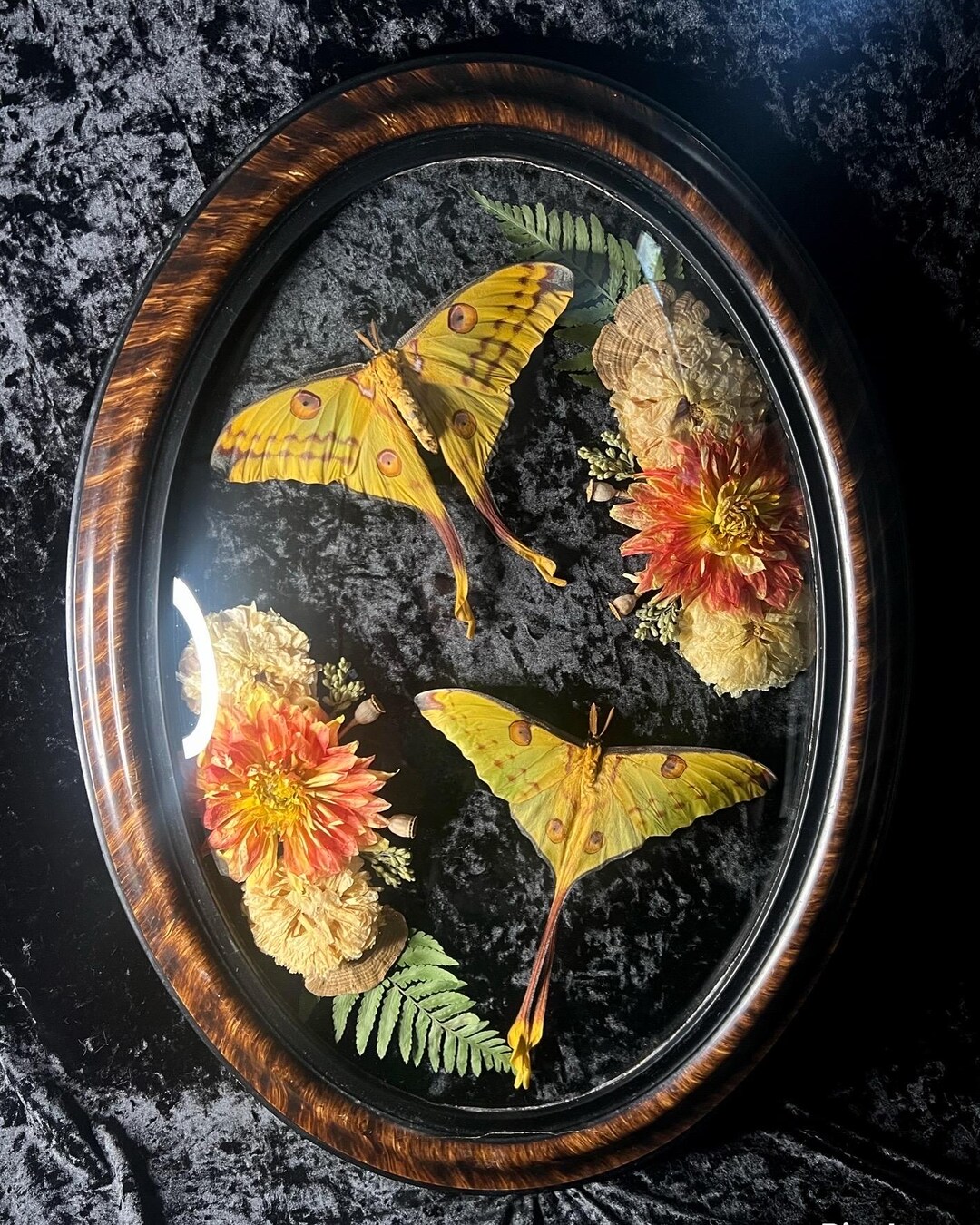 Real Comet Moths in Vintage Bubble Glass Frame - Etsy