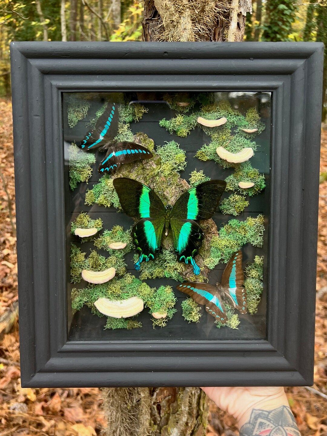 Real Butterflies in Shadow Box Frame With Moss & Mushrooms - Oddities ...
