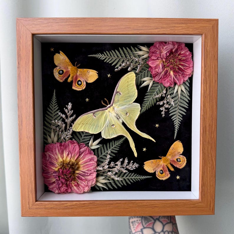 Moths in Shadow Box Frame - Luna Moth & IO Moths - Etsy