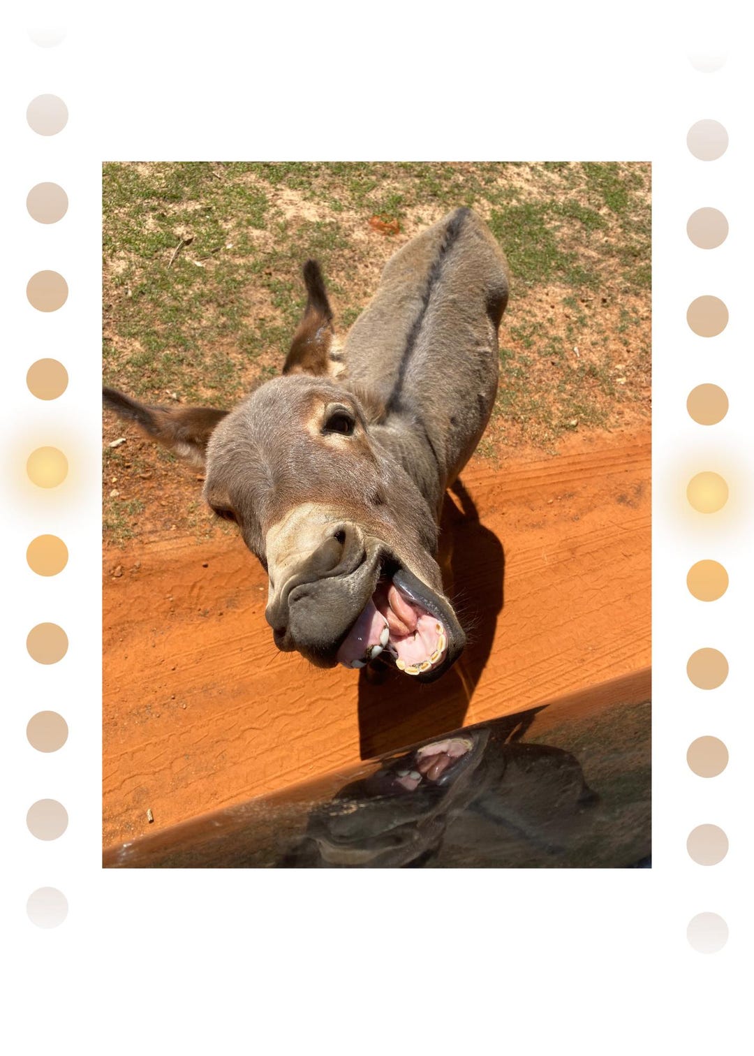 Funny Donkey Greeting Card | Printable Greeting Card | Digital Download ...
