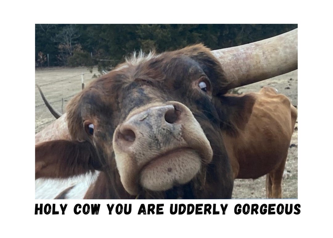 Cheerful Cow Greeting Card | Holy Cow You Are Udderly Gorgeous ...