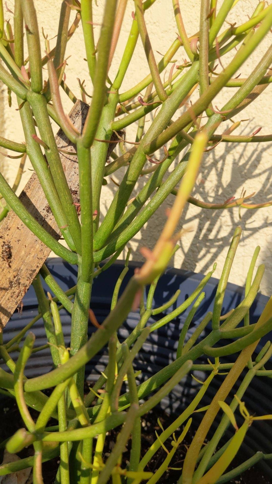 Euphorbia Tirucalli Pencil Cactus Hortology