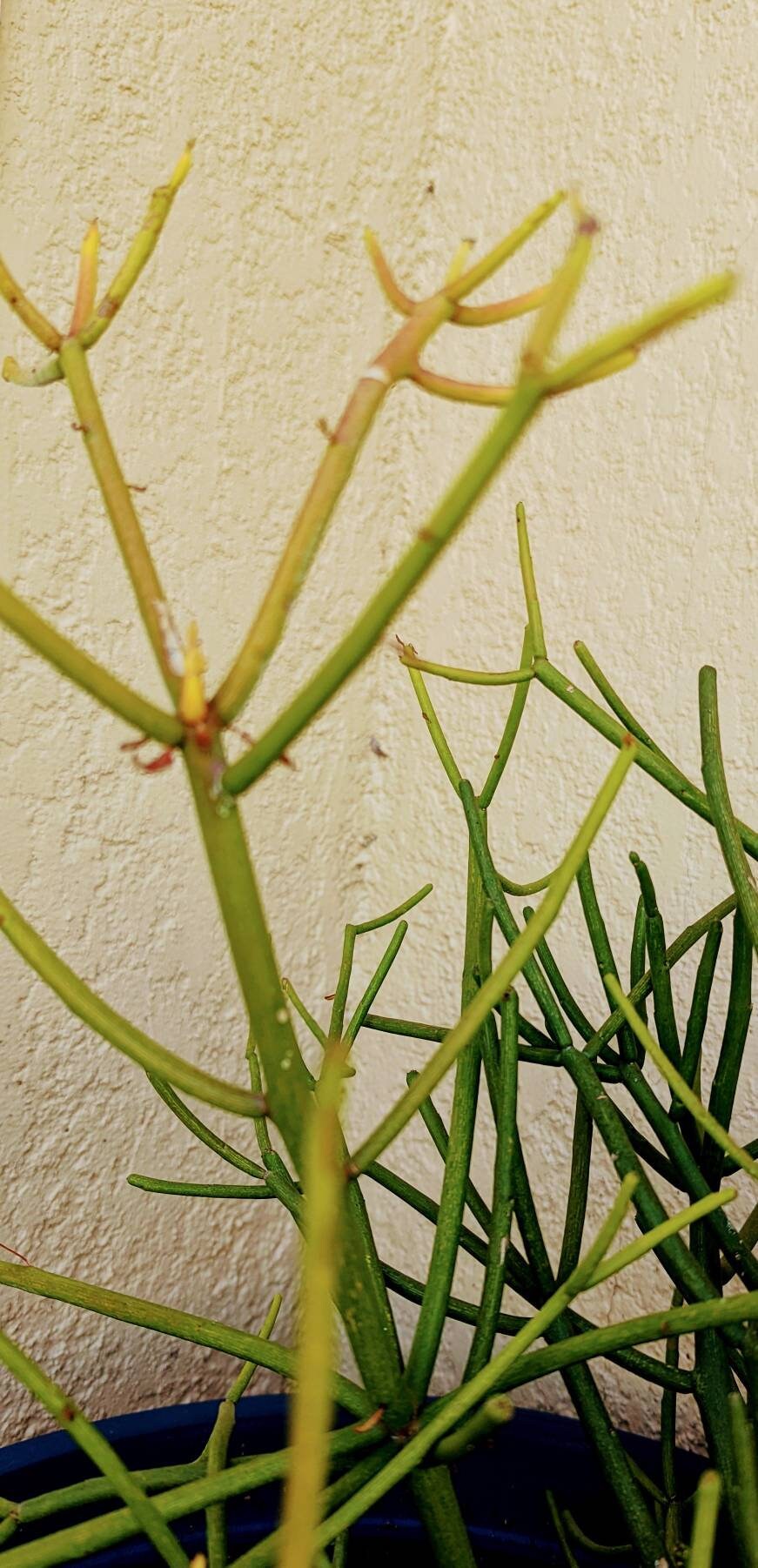 Euphorbia Tirucalli, Pencil Tree, Fire Stick, Pencil Cactus, 6 Cuttings ...