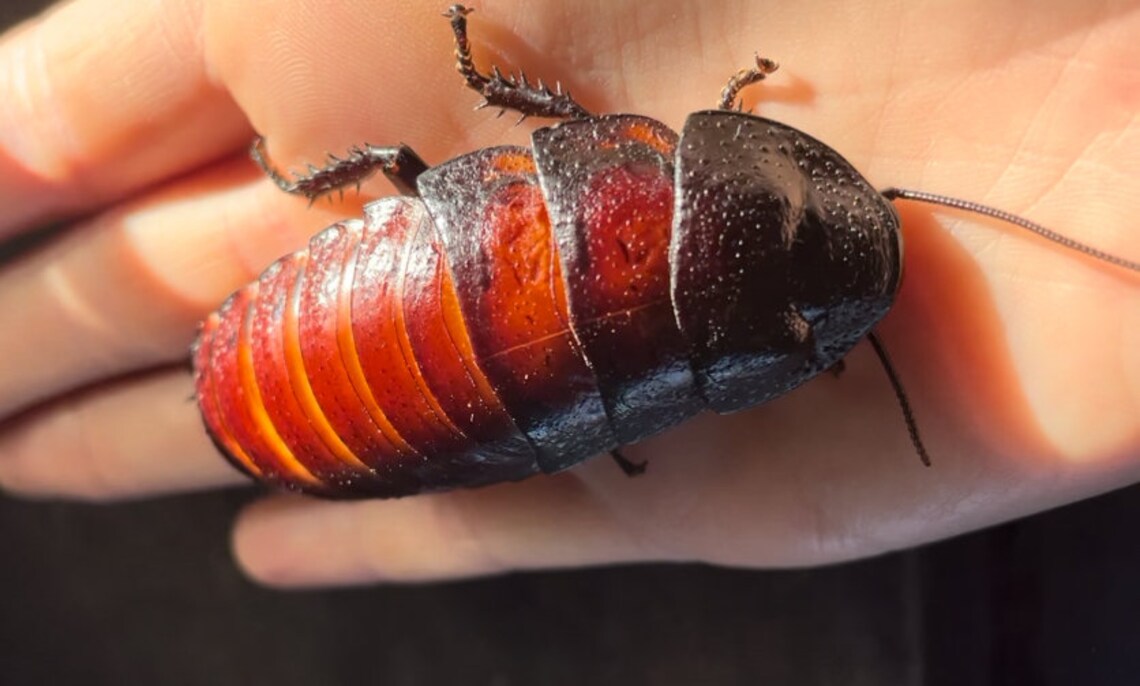 Hissing Cockroach Care Guide - Etsy