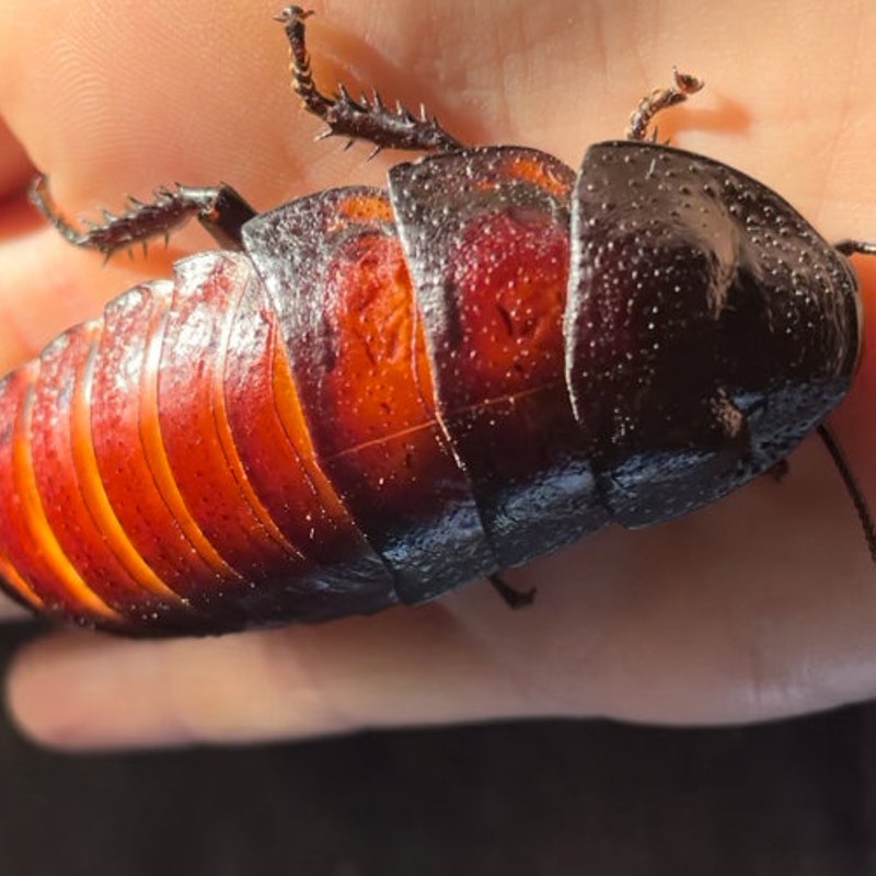 Cockroach - Etsy