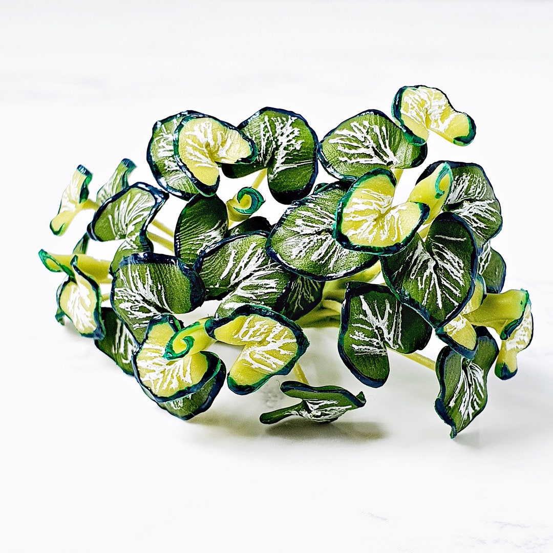 Fairy Gardening Miniature, CALADIUM MONSTERA Plants, Decorative ...