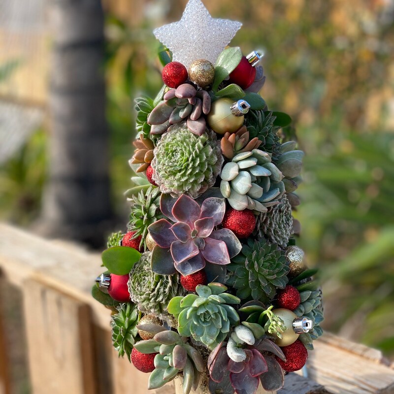 Succulent Christmas Tree - Etsy