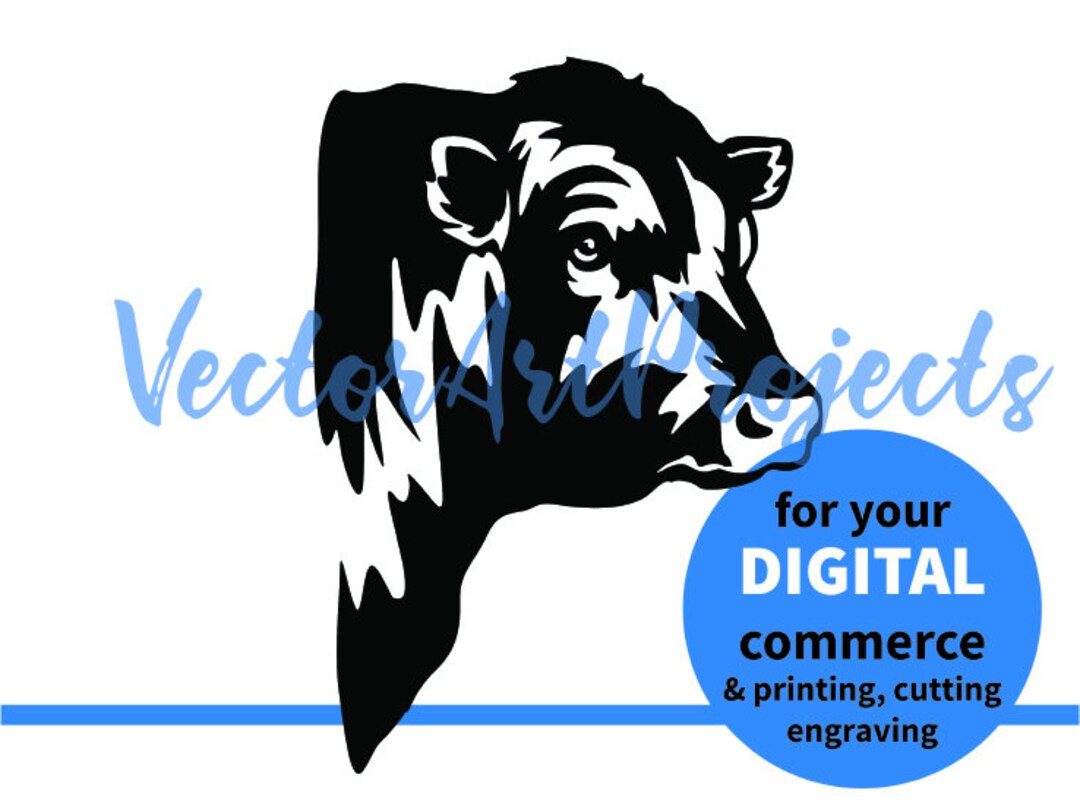 Lowline Angus Bull Svg Vector Graphic Head Portrait, Lowline Cattle ...