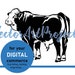 Simmental Bull Clipart Svg Cut File, Cattle Digital Design, Simmental ...