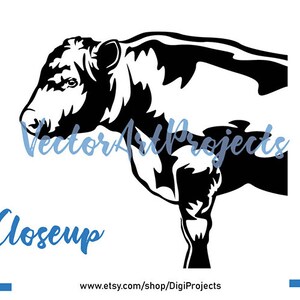 Black Angus Cattle Commercial Svg, Angus Bull Vector Graphic Art, Angus ...