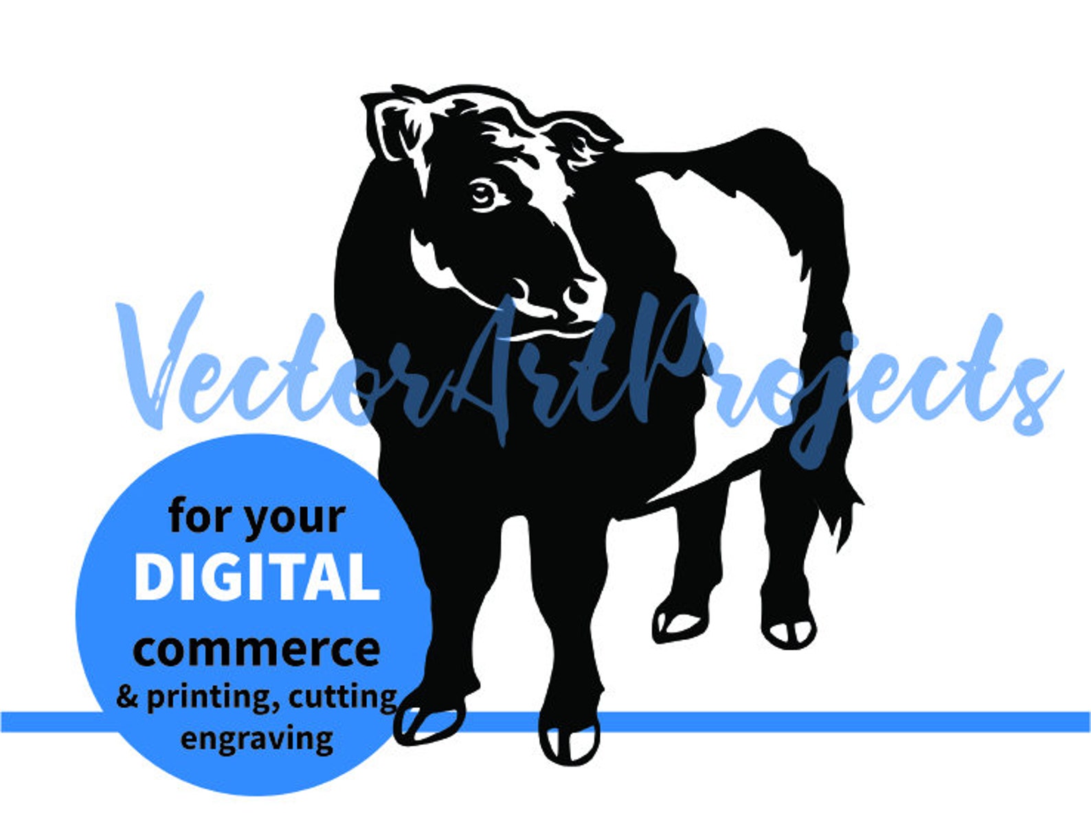 Belted Galloway Cow Svg Clip Art Portrait Cattle Digital - Etsy