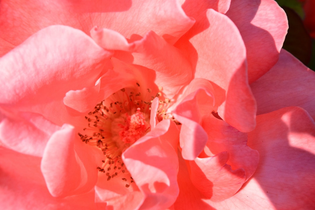 Portrait of a Rose - Etsy