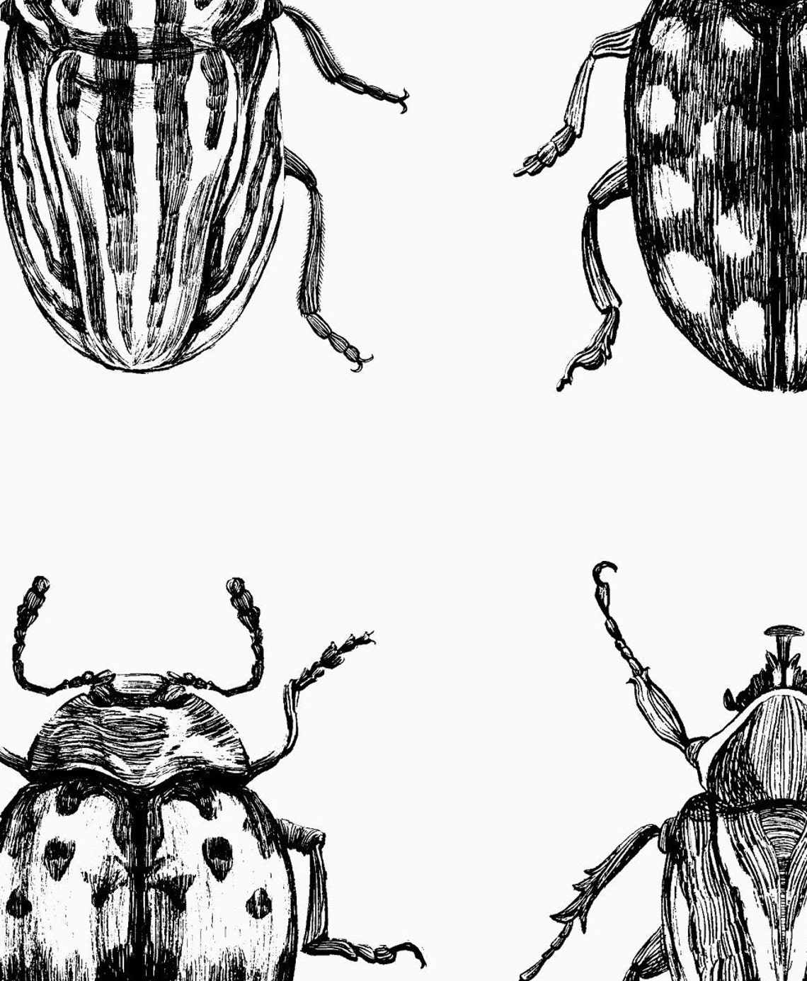 Vintage Beetle Illustration Digital Art Printable, Insect Sketch ...