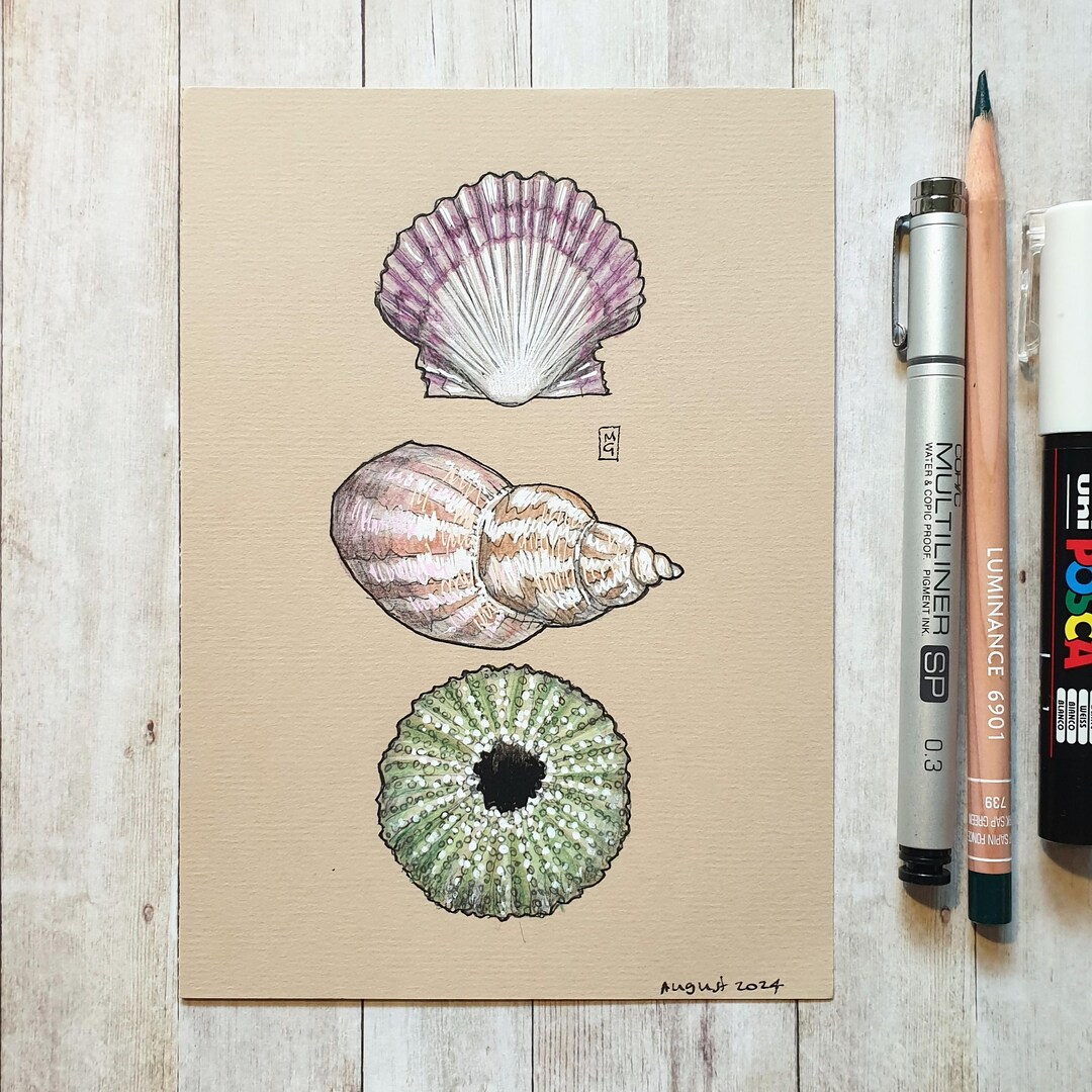 Shells, Three Colourful Shells - Original Drawing, Wall Art - Etsy