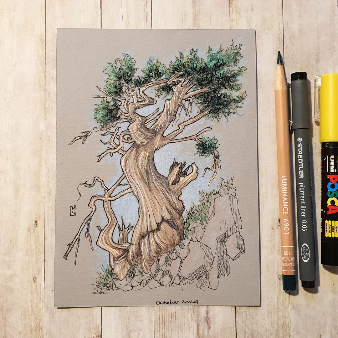 Bristlecone Pine Original Drawing, Tree Artwork - Etsy
