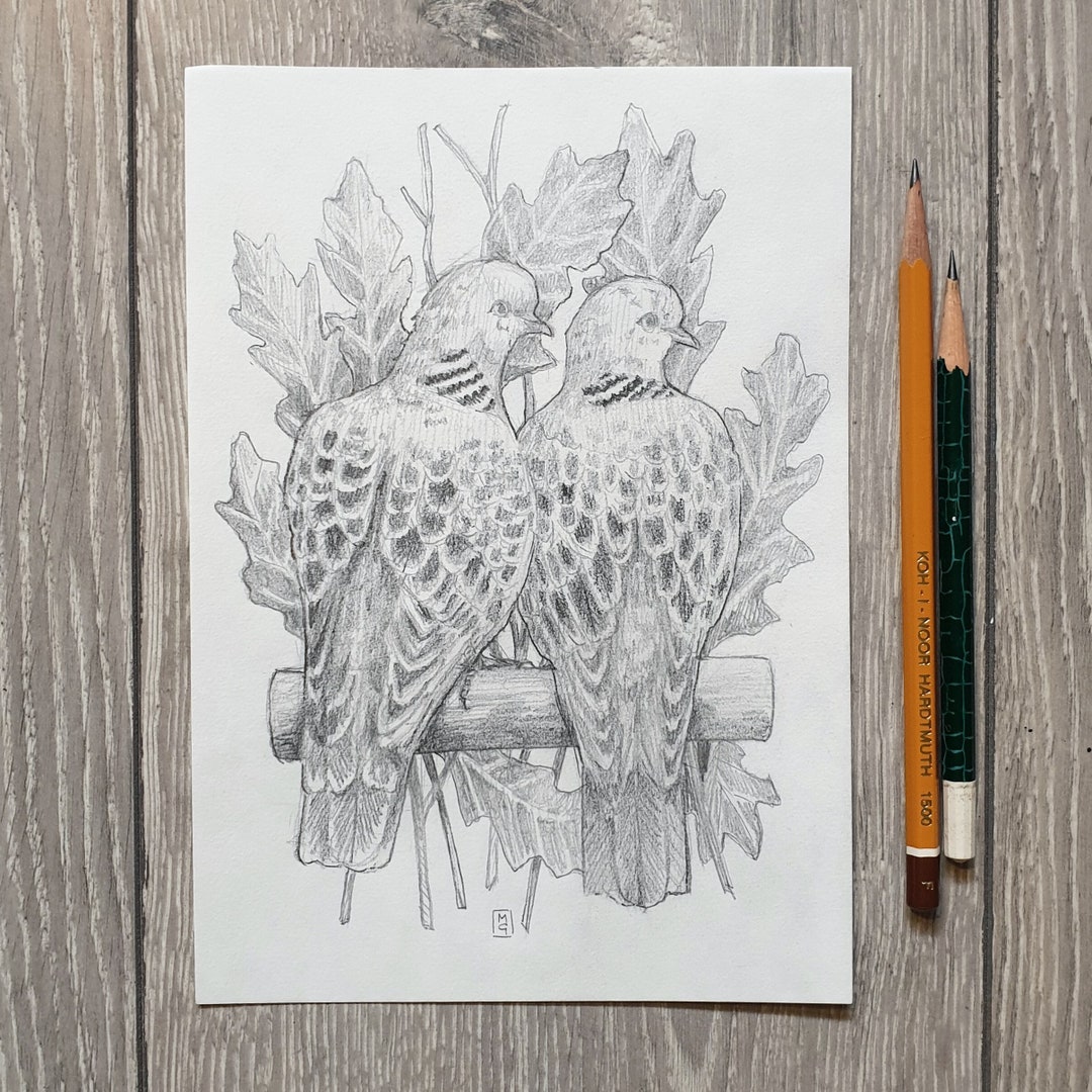 Original Drawing Two Turtle Doves - Etsy