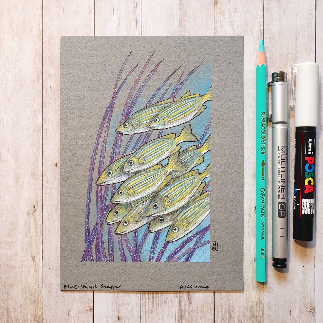 Original Drawing Bluestripe Snapper Fish - Etsy
