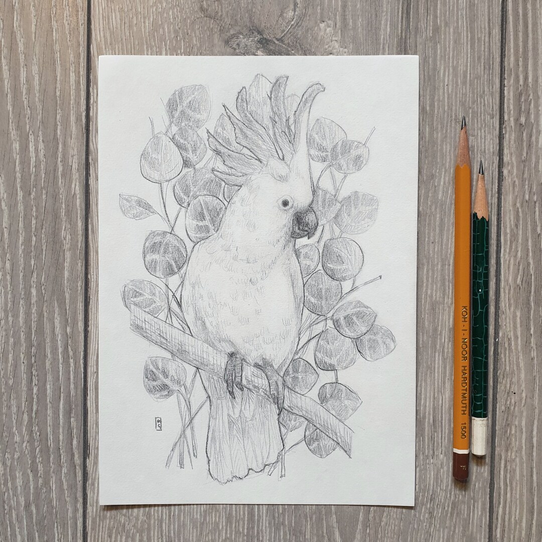 Original Drawing Cockatoo Bird - Etsy