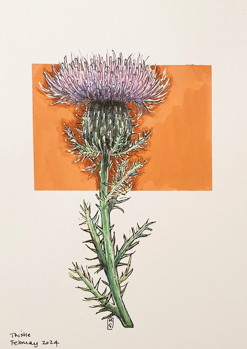 Original Drawing Scottish Thistle - Etsy