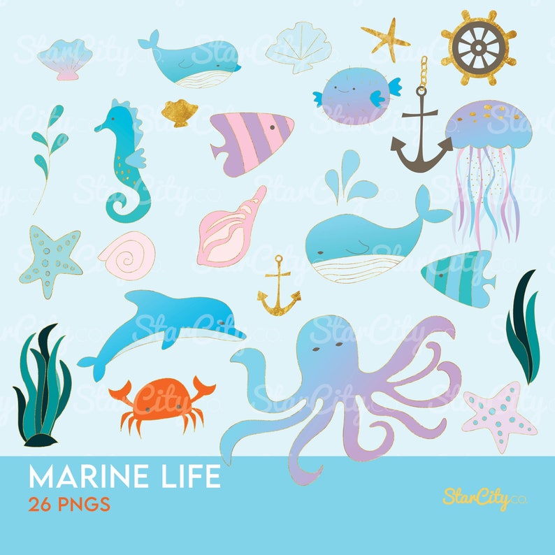 Marine Life Clipart Ocean Clipart Hand Drawn Clipart PNG - Etsy