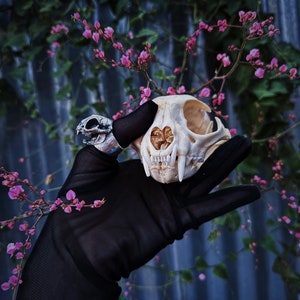 Bobcat Skull Ring - Lynx Rufus Big Cat Desert Animal Badass Biker ...