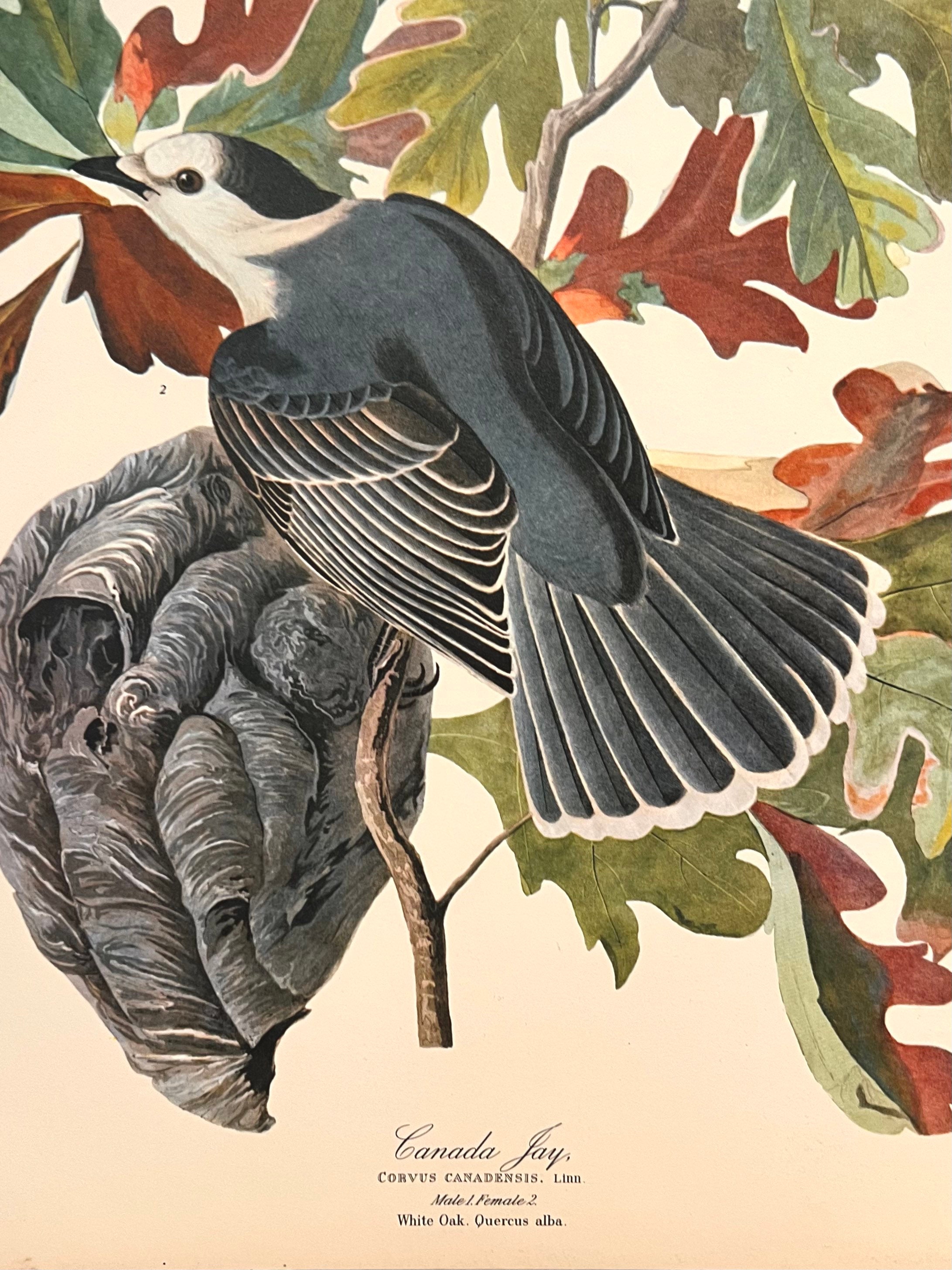 Large Vintage Canada Jay Print From the 1964 Folio, 14 by 17 Inches ...