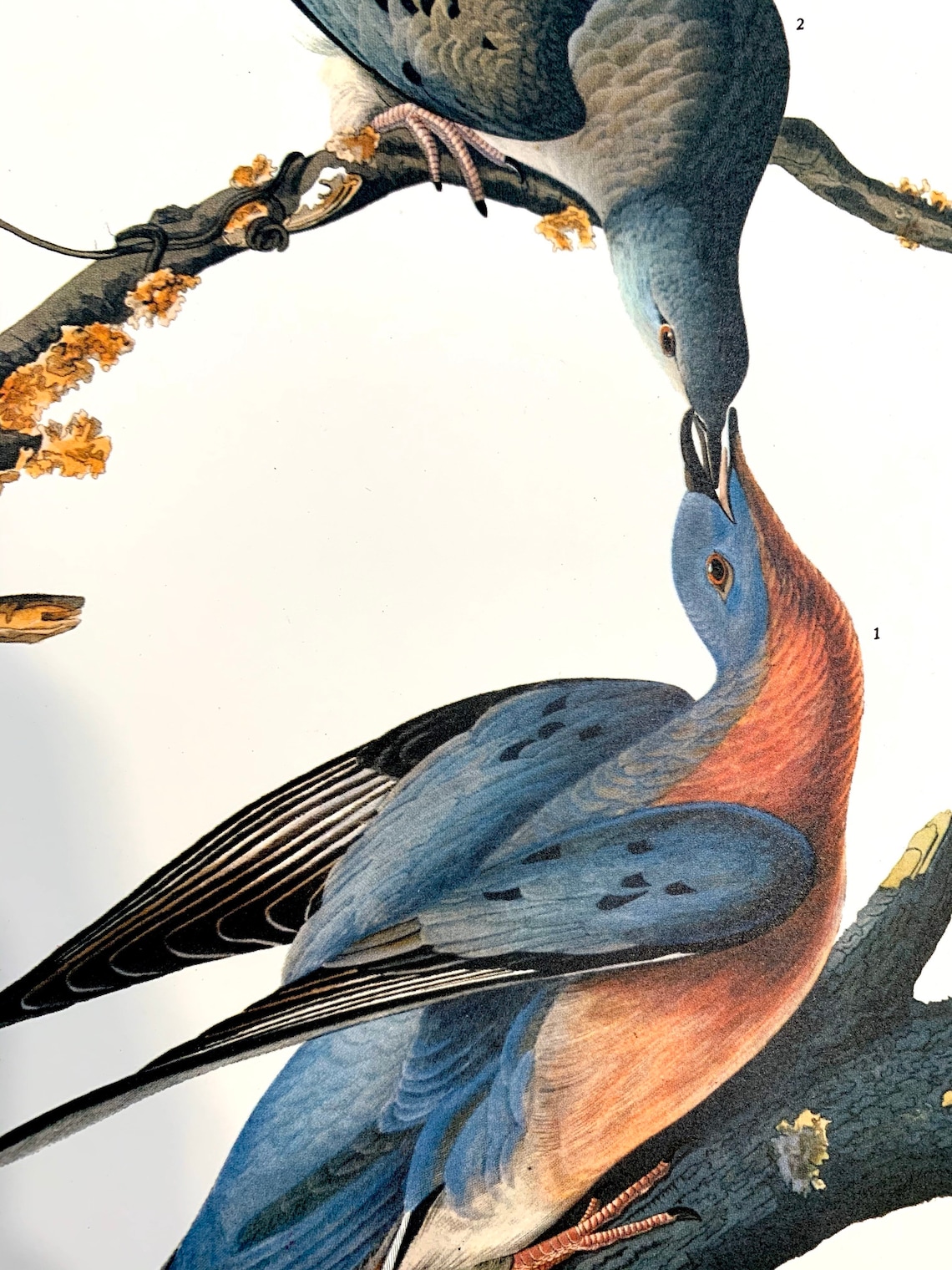 Large Vintage Audubon Passenger Pigeon Bird Print From the - Etsy