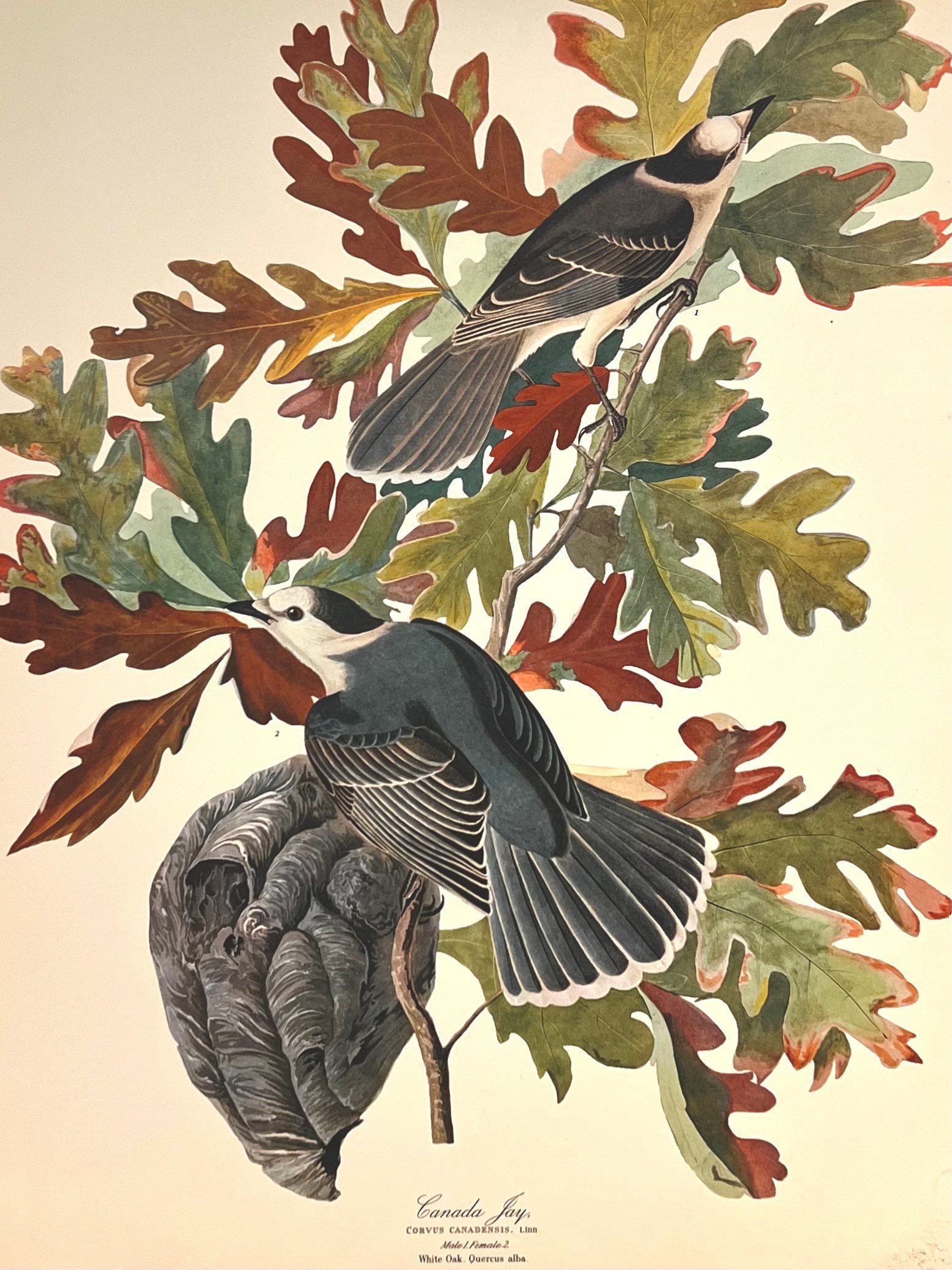 Large Vintage Canada Jay Print From the 1964 Folio, 14 by 17 Inches ...