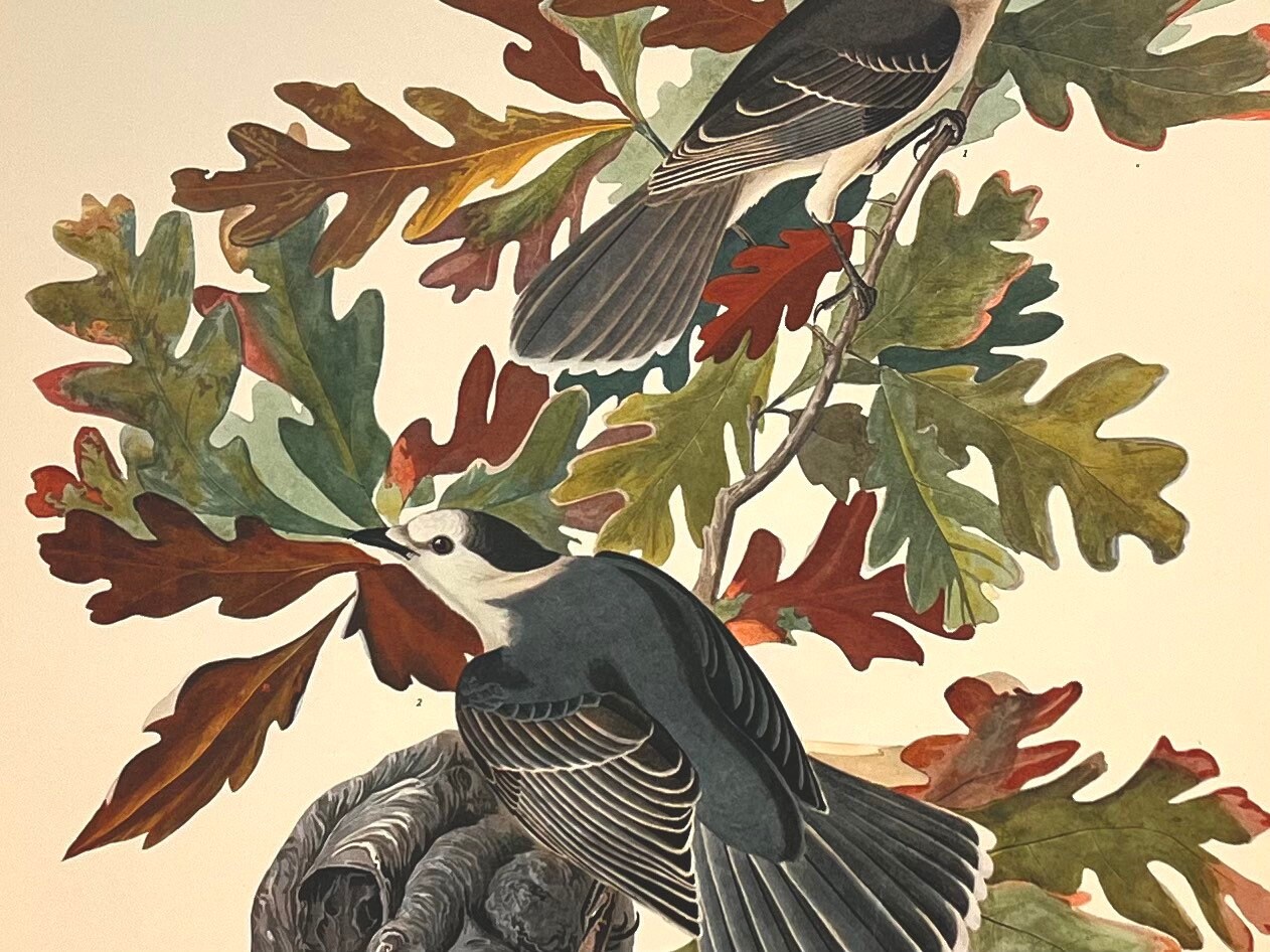 Large Vintage Canada Jay Print From the 1964 Folio 14 by 17 - Etsy