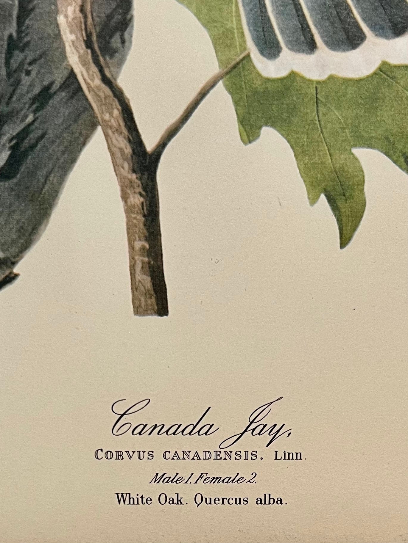 Large Vintage Canada Jay Print From the 1964 Folio 14 by 17 - Etsy