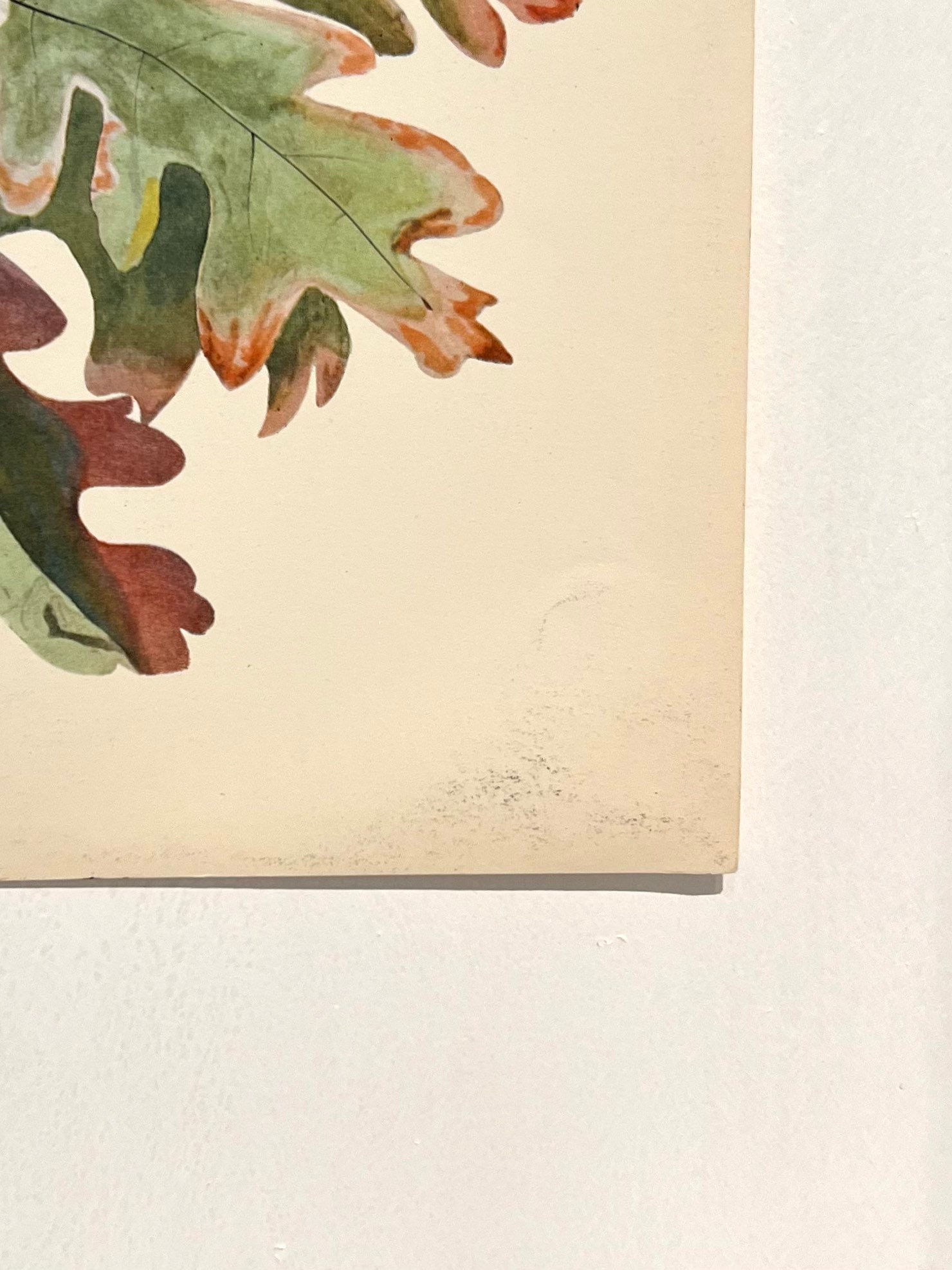 Large Vintage Canada Jay Print From the 1964 Folio 14 by 17 - Etsy