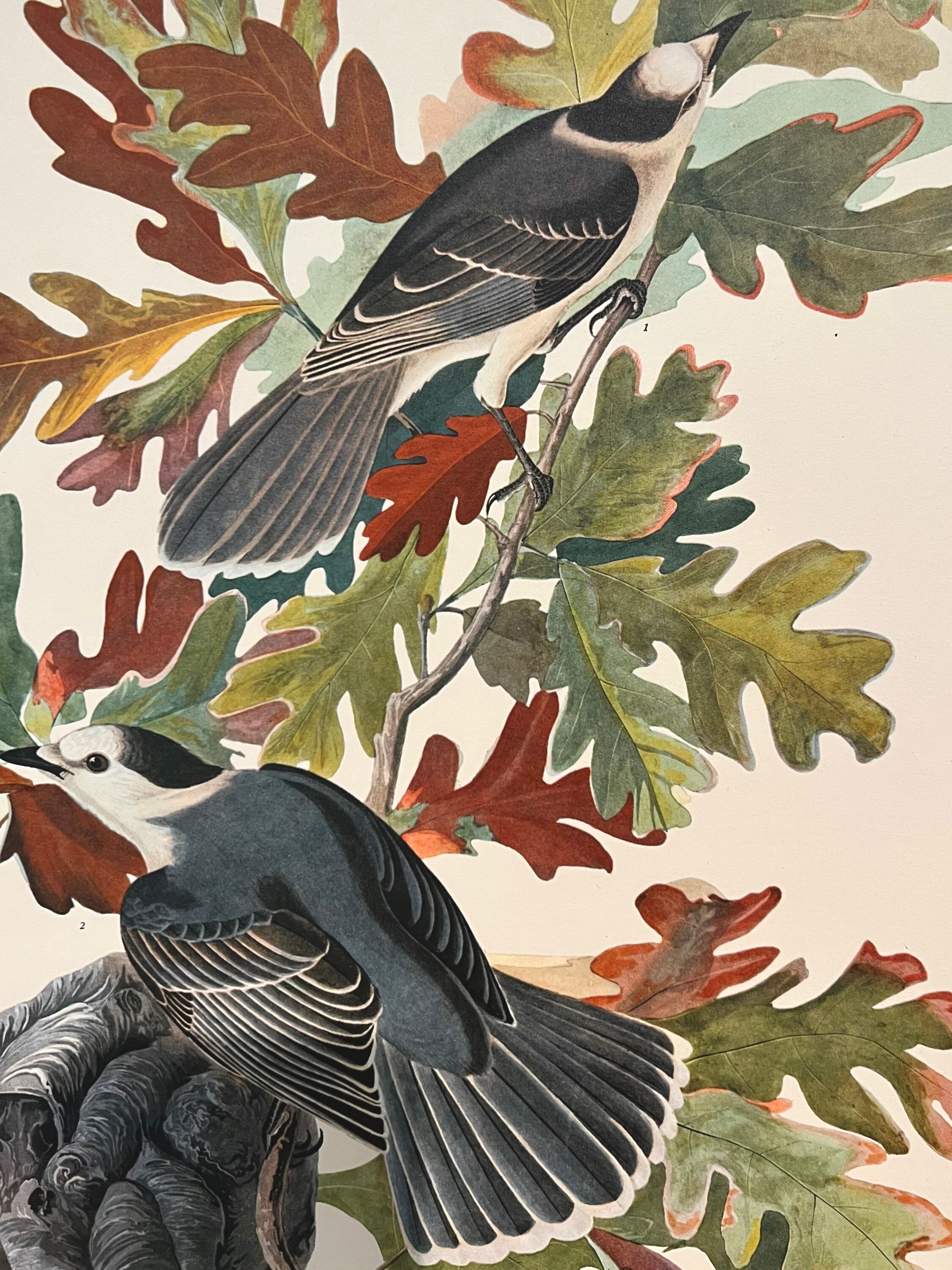 Large Vintage Canada Jay Print From the 1964 Folio 14 by 17 - Etsy