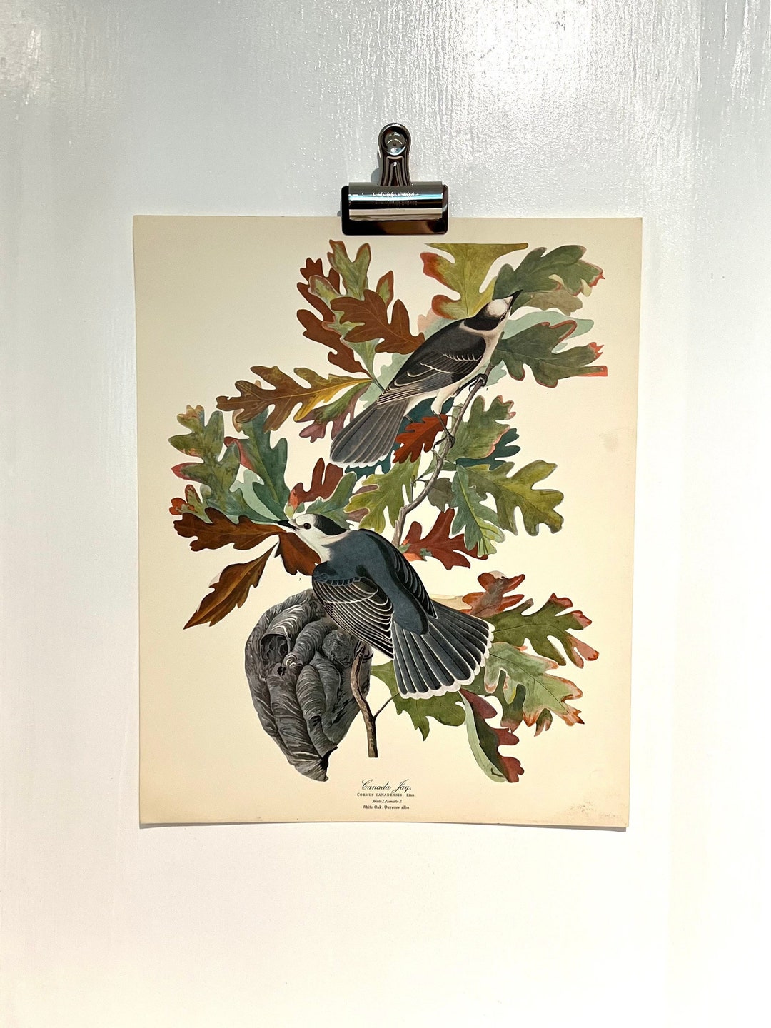 Large Vintage Canada Jay Print From the 1964 Folio, 14 by 17 Inches ...