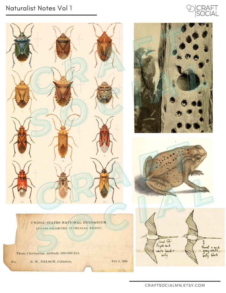 Field Notes Vintage Junk Journal Ephemera | Naturalist Notes Vol 1 60 ...